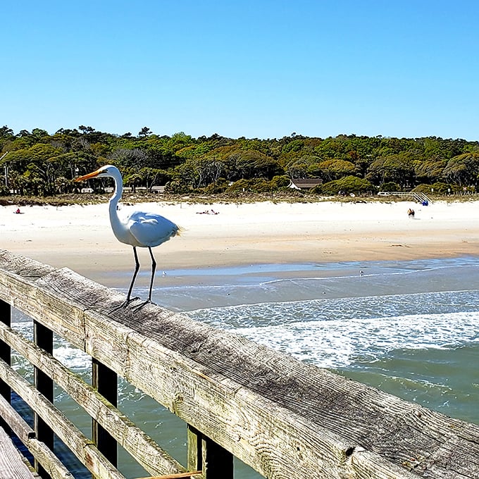 This egret's got the best fishing spot figured out – no license required, just natural swagger.