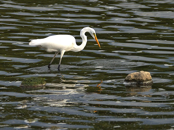 This elegant Great Egret fishing in the shallows has more patience than anyone waiting for their morning coffee to brew, honestly.