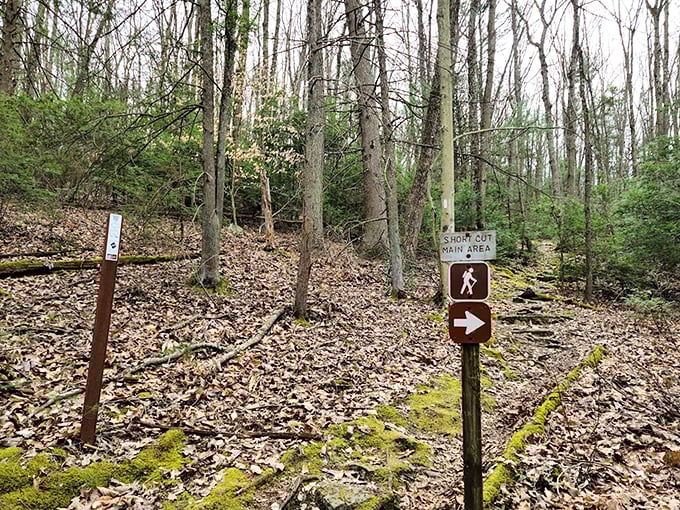 Trail markers: nature's version of GPS, except these don't recalculate when you decide to wander off and follow that interesting butterfly.