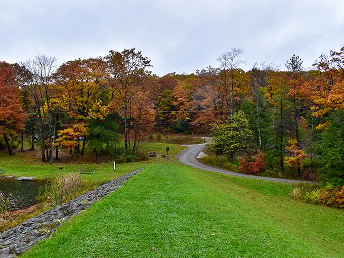 Autumn transforms the walking paths into corridors of gold that put every autumn-scented candle to absolute shame.