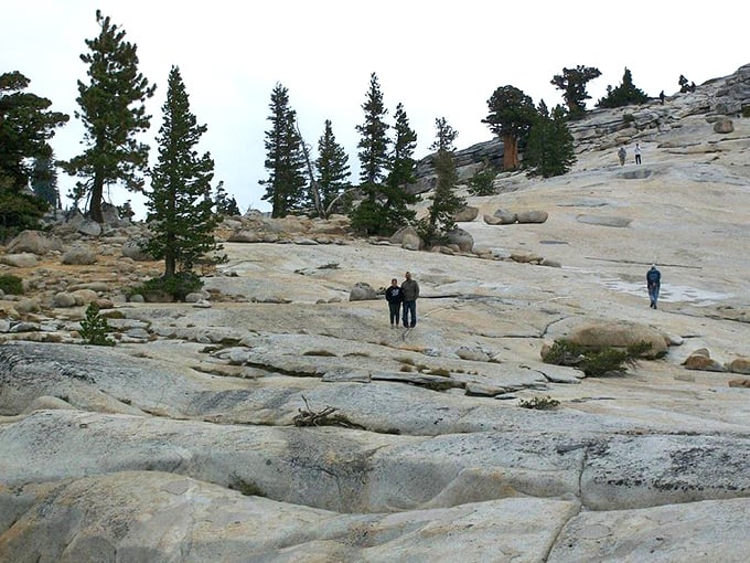 Olmsted Point—where humans become ants on nature's coffee table. These massive granite slabs make for the world's most impressive natural observation deck.
