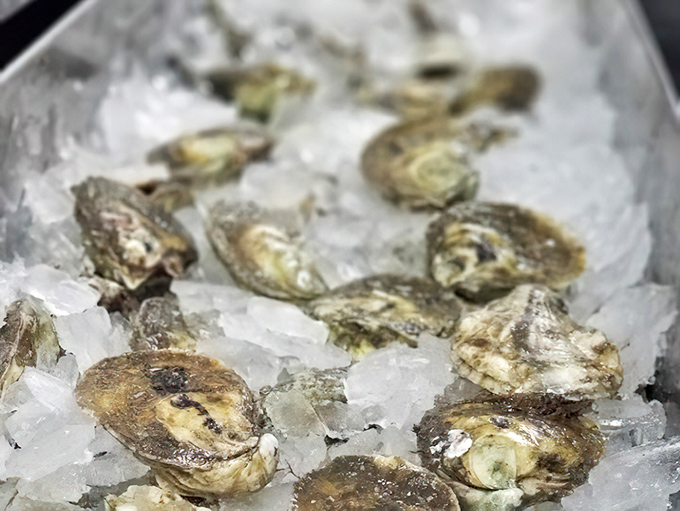 Fresh oysters on ice – nature's perfect appetizer waiting for nothing more than a squeeze of lemon and perhaps a drop of hot sauce.