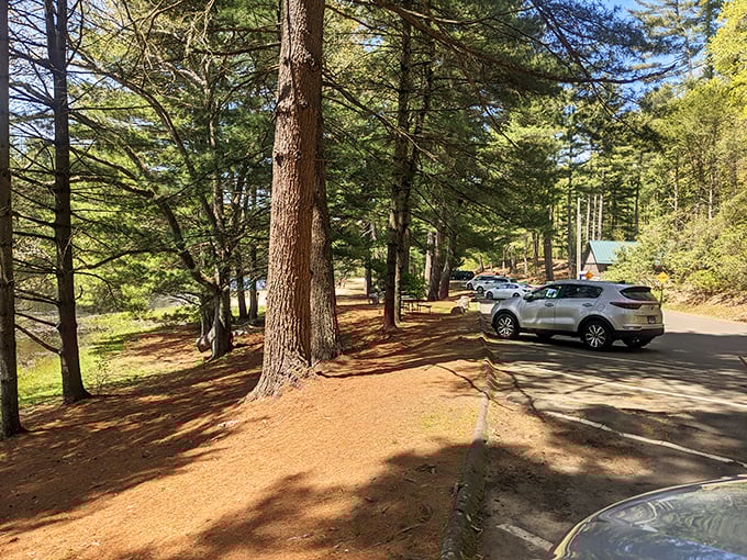Parking among the pines—where your adventure begins. Even the lot feels like you've already escaped the daily grind.