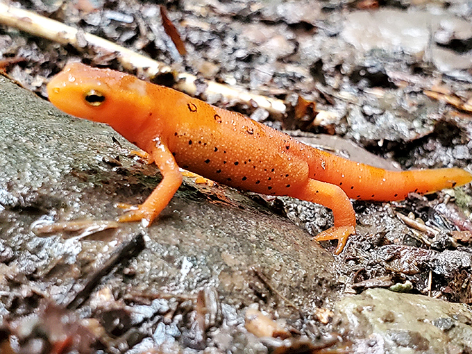 Meet Pennsylvania's most vibrant resident—the Red Eft salamander. This tiny orange celebrity is the forest's version of a Hollywood star on the woodland walk of fame.