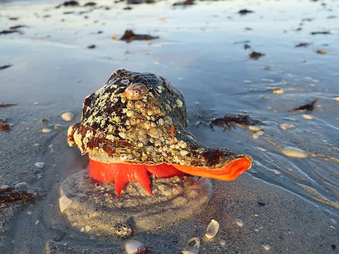 Meet one of the local residents. This vibrant sea snail brings a pop of unexpected color to the shoreline's natural art gallery.
