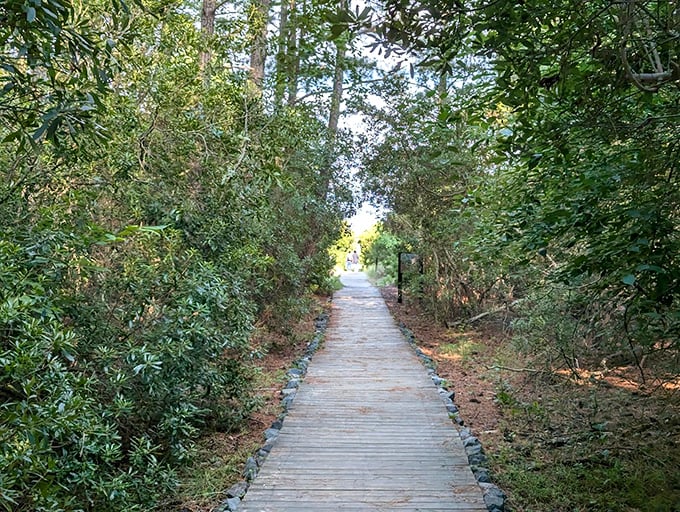 This sun-drenched corridor through dense greenery feels like nature's version of the yellow brick road—Chesapeake Bay awaits at the end.