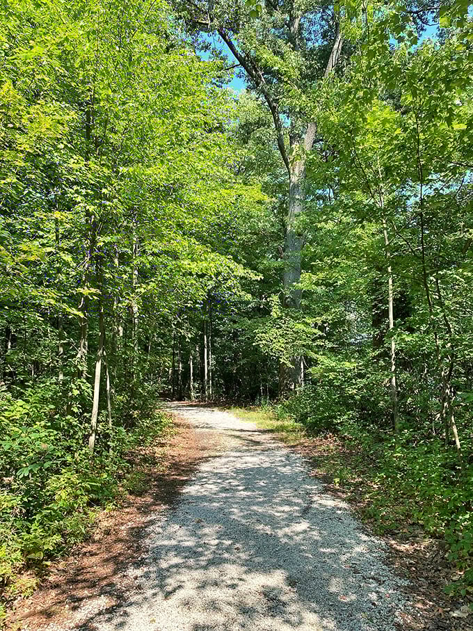 Forest bathing, Midwest style. This sunlight-dappled trail offers the kind of natural aromatherapy session that no fancy spa can replicate.