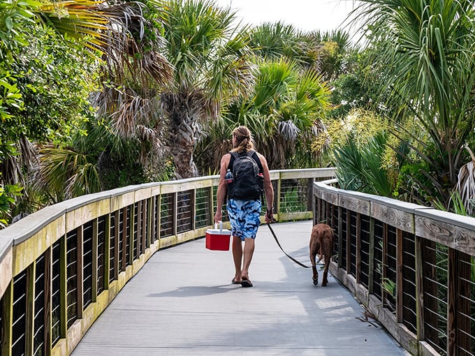 Smyrna Dunes Park's elevated boardwalk invites exploration with your four-legged friend—proof that the best nature walks include both panting and conversation.