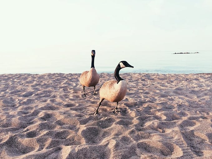 Canada geese strut the beach like they own the place – and honestly, they kind of do.