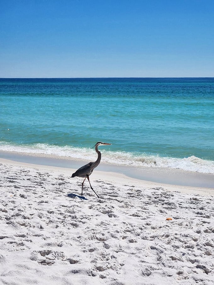Pardon me, just beach inspecting. This great blue heron struts the shoreline like he's the mayor of Opal Beach—and maybe he is.