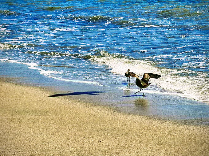 Beach birds playing their eternal game of tag with the waves, nature's original "catch and release" program in action.