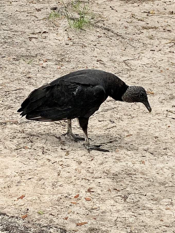 The local welcoming committee isn't always the friendliest looking, but this black vulture is part of the authentic Florida experience.