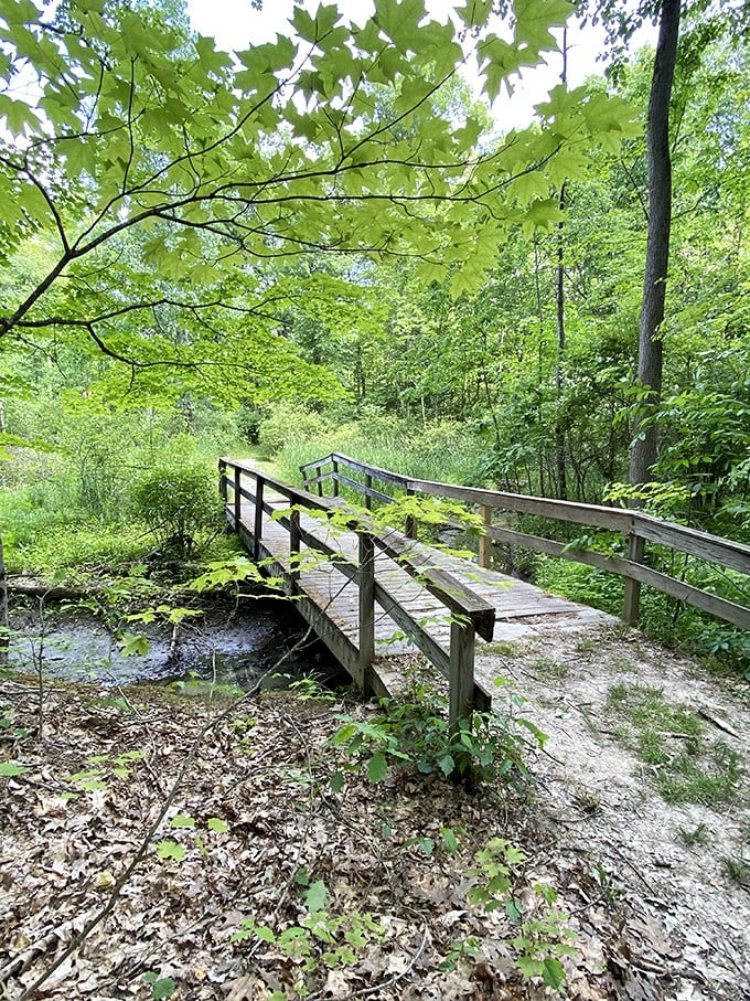 This humble bridge connects more than two patches of earth—it's a portal between the world of deadlines and the realm of birdsong.