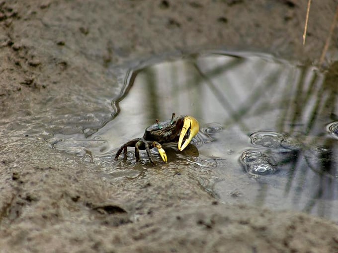 Local crabs scuttle through shallow waters, putting on nature's most entertaining comedy show daily.