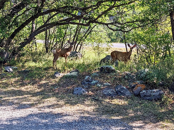 The welcoming committee doesn't say much, but they're always watching. These mule deer have mastered the art of blending into the landscape until—surprise!—they're right beside your campsite.