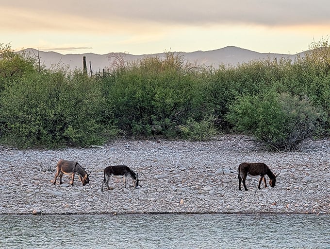 The local welcoming committee! Lake Pleasant's famous wild burros make regular appearances, continuing a tradition that dates back generations.