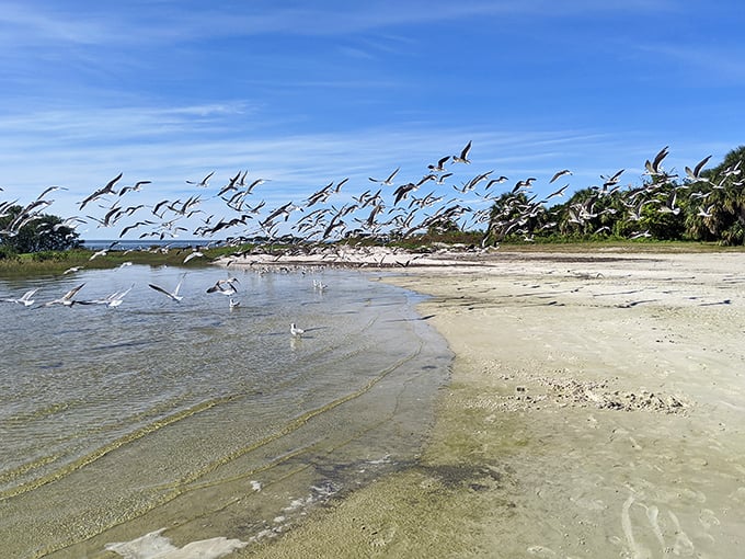 The avian equivalent of rush hour. When birds throw a beach party, they don't bother with invitations—they just know where to find the good stuff.