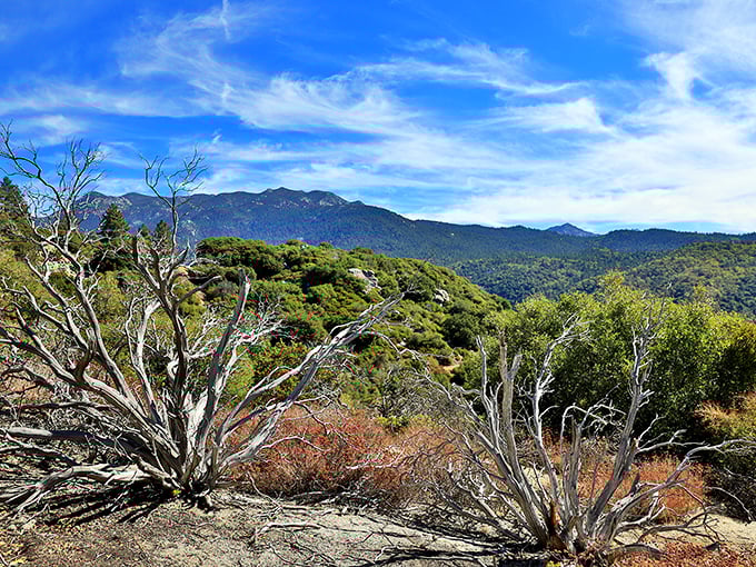 A tapestry of textures—weathered trees, distant peaks, and chaparral create a landscape that's pure California, rugged and beautiful in equal measure.
