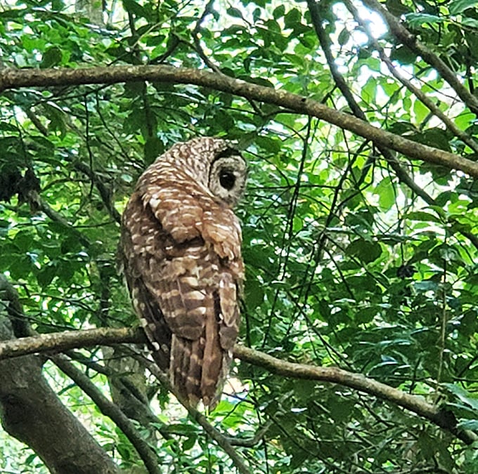 Nature's night watchman! This barred owl demonstrates why the park is a paradise for birdwatchers—no alarm clock needed for this resident.