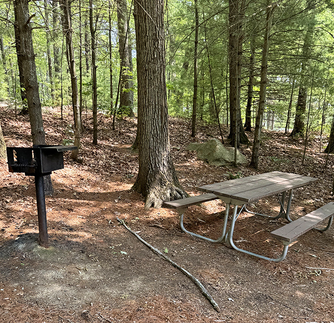The quintessential forest picnic spot—where sandwiches taste 37% better and conversations linger longer under the watchful gaze of towering pines.