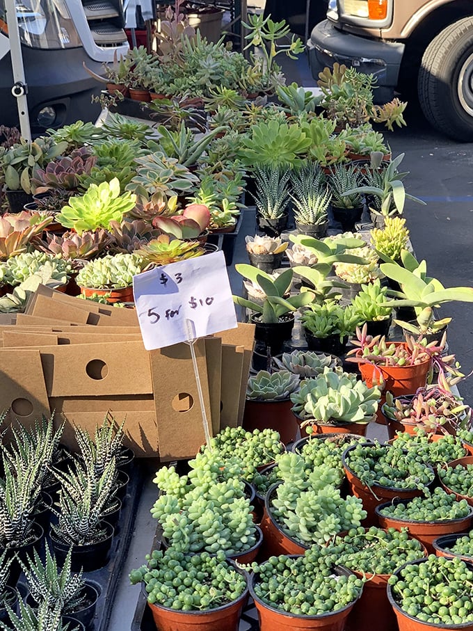 A succulent lover's dream garden—these drought-friendly beauties offer instant California landscaping cred without the guilt of a water bill.