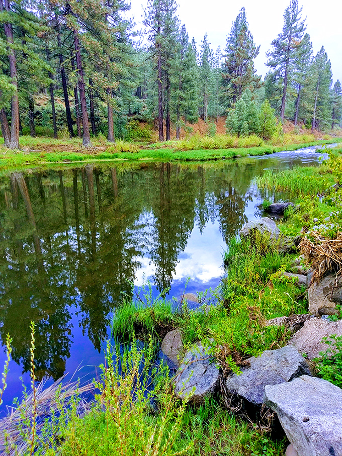 Nature's mirror: The Feather River reflects towering pines, creating postcard-worthy scenes that Instagram filters can't improve upon.