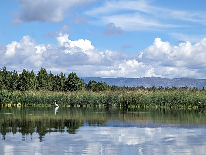 Where water meets sky – a great egret stands sentinel among the reeds, probably thinking "these humans have no idea how good I have it."