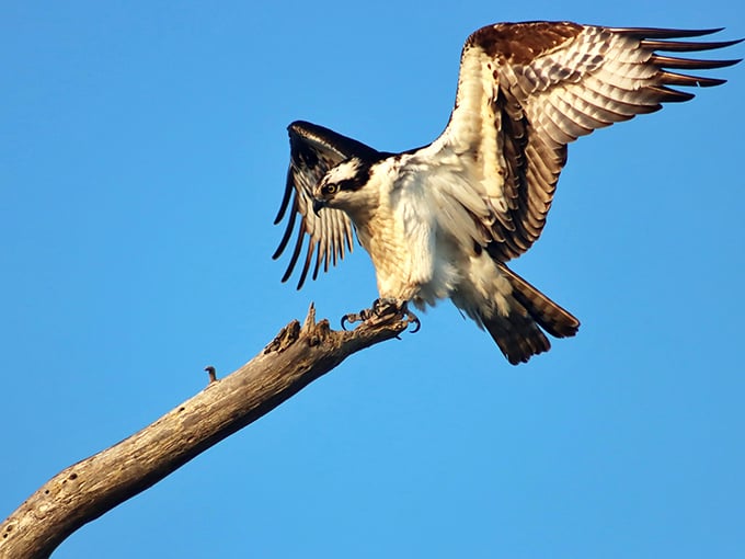 The osprey announces its presence with theatrical flair—nature's fighter jet landing on a perfect perch above Delaware's waters.