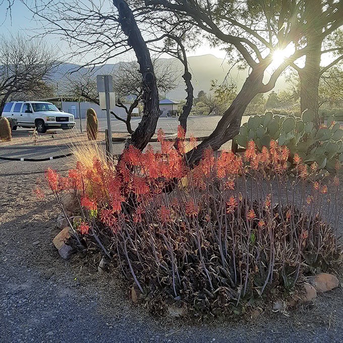 Desert blooms add unexpected pops of color near the parking area – Mother Nature's way of saying "welcome to the show!"