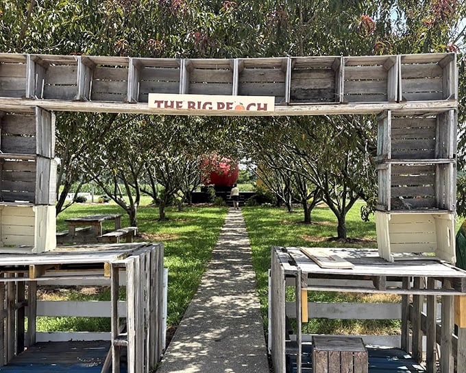 The pathway to peachy paradise is lined with wooden crates—a rustic welcome mat for fruit enthusiasts and photo-seekers alike.