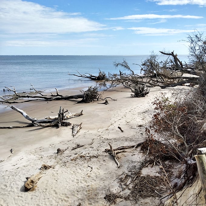 Boneyard Beach's fallen sentinels – nature's sculpture garden where trees become art in their afterlife.