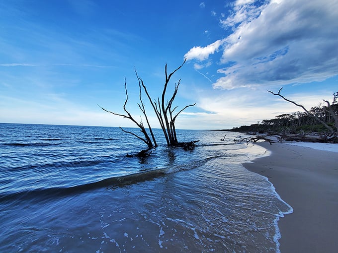 Driftwood giants rest on Boneyard Beach – like prehistoric creatures taking a sun nap after millions of years.