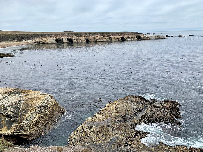 The tide pool wonderland at Montaña de Oro creates nature's perfect aquarium. A geologist's dream and a beachcomber's paradise.