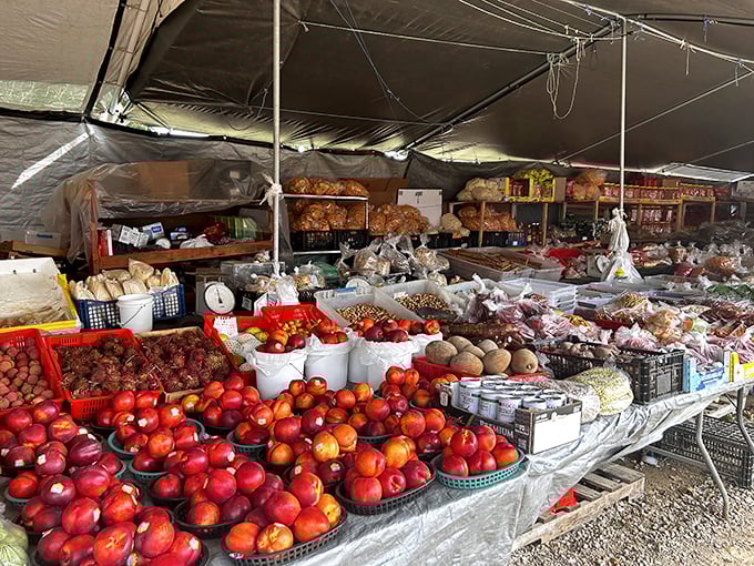 Nature's candy store! These tomatoes look so perfect they could win beauty contests—if vegetables had such things.