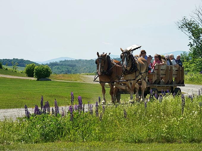 Horse-drawn wagon rides through Sugar Hill's meadows offer the kind of authentic experience money usually can't buy.