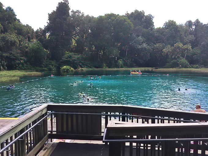 The swimming area's crystal clarity makes you question why you ever settled for chlorinated pools that smell like your high school chemistry class.