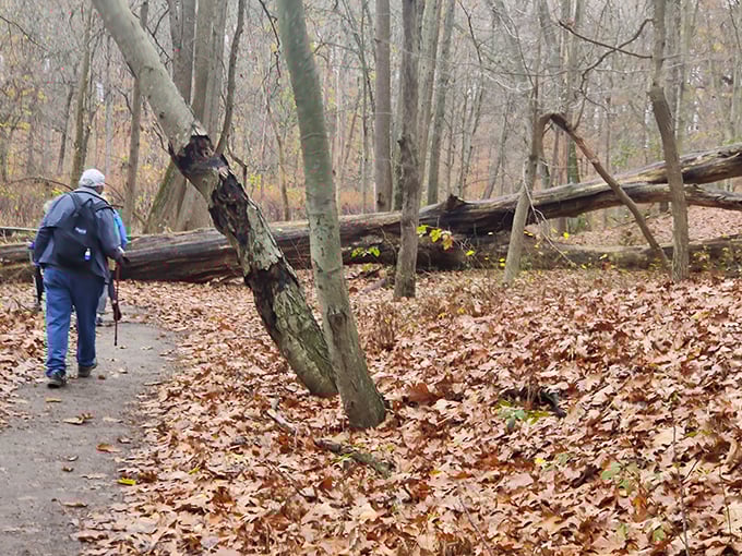 A solitary hiker explores the leaf-carpeted trails of Cheesequake. The crunch underfoot serves as nature's version of bubble wrap – satisfying with every step.