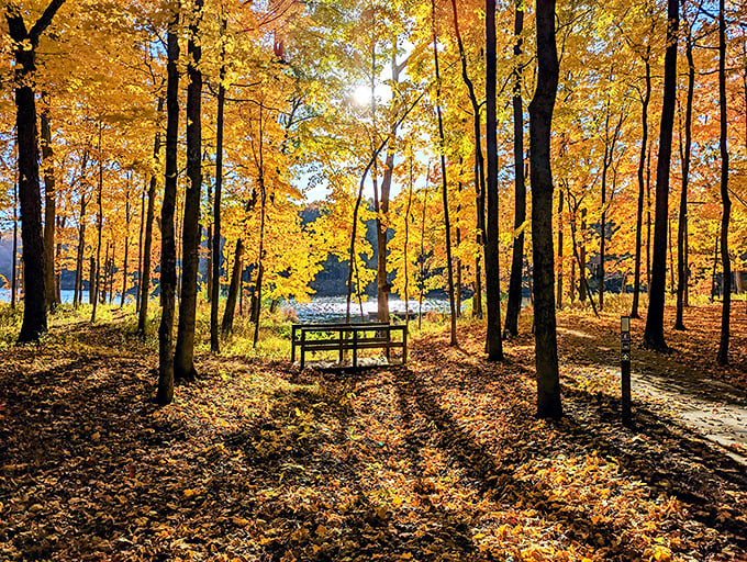 Autumn bench overlooking the lake – better than any retirement brochure you've ever seen.