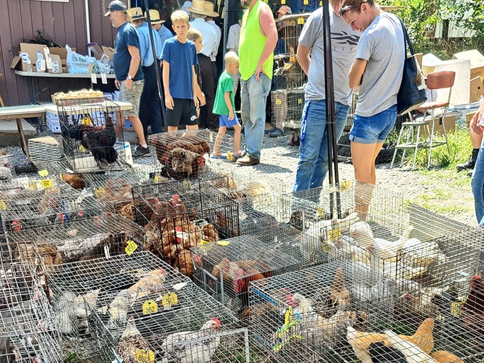 At Belleville Livestock Market, chickens await new homes while visitors browse. For locals, this isn't shopping—it's planning next season's farm.