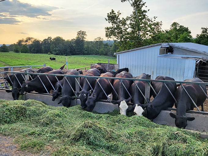 Dinner lineup! These cattle enjoying their evening meal remind us where our food comes from – a connection the Amish have never forgotten.