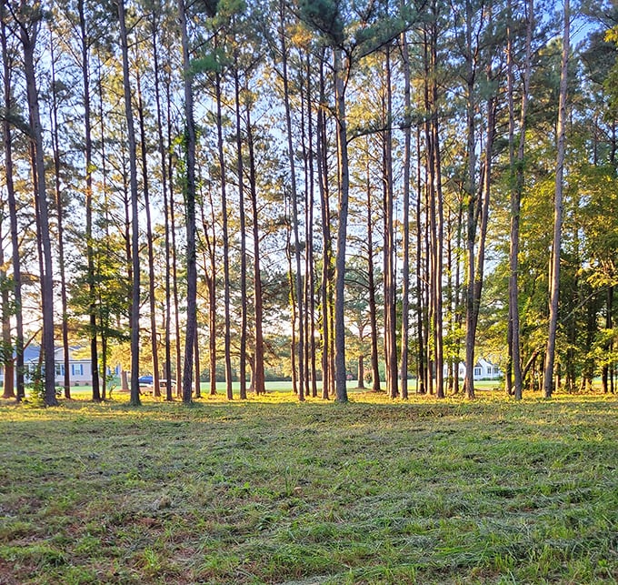 Tall pines creating nature's cathedral. These trees have stood sentinel through generations, offering shade and whispered secrets to those who listen.