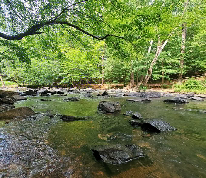 The Eno River doesn't rush—it ambles, creating peaceful pools and gentle currents that invite contemplation and the occasional brave toe-dip.