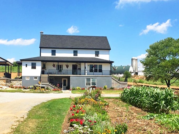 White clapboard, wraparound porch, and flower gardens—this farmhouse isn't just a building, it's the American agricultural dream with a welcome mat.