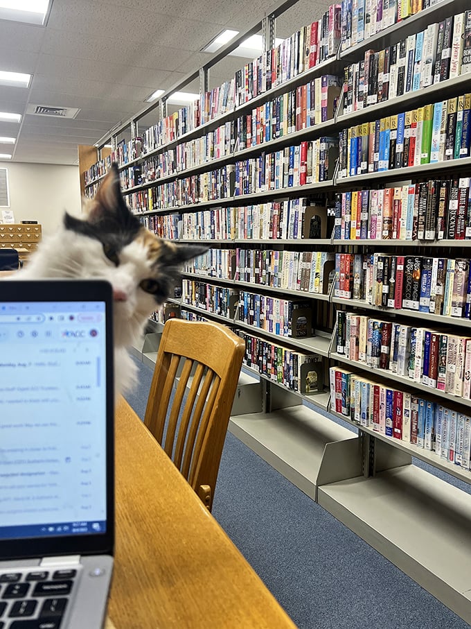 Even the library cat seems to say, "Put down that phone and pick up a real book, human." Wisdom from the wisest resident in town.