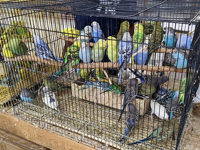 A kaleidoscope of budgies and parakeets brings unexpected color and melody to the market—proof that Old Paris offers surprises beyond the inanimate.