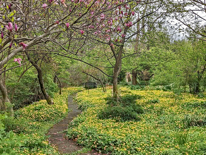 A golden carpet beneath flowering magnolias—proof that Mother Nature understands the importance of coordinating her colors better than any designer.