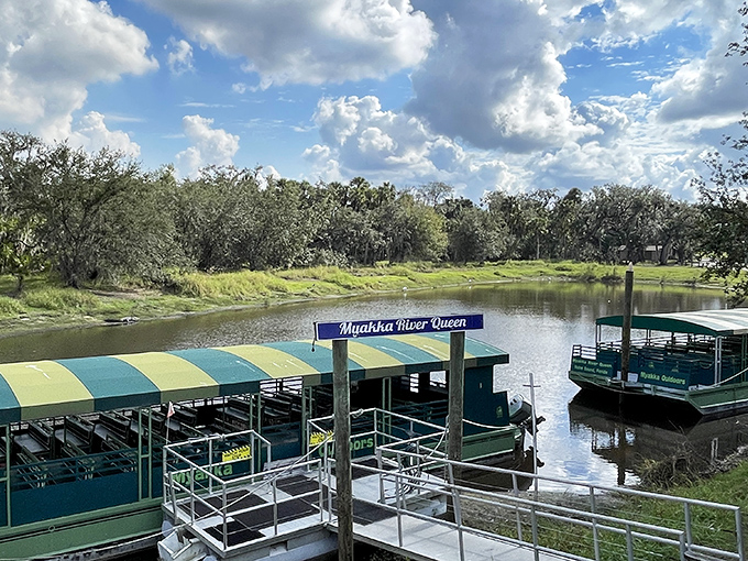 The Myakka River Queen awaits her passengers, ready to deliver front-row seats to Florida's wildest reality show.