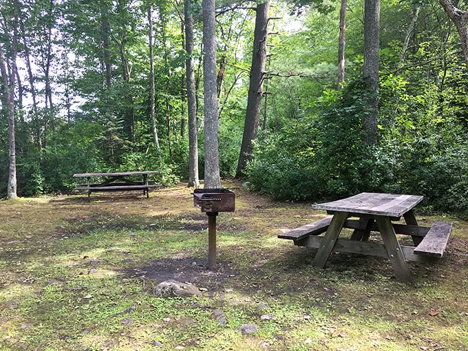 Picnic tables positioned for maximum woodland ambiance. The original outdoor dining experience, no reservation required.