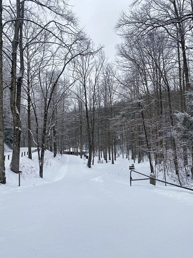 Winter's magic transforms familiar trails into pristine wonderlands where every step writes a new story in the snow.