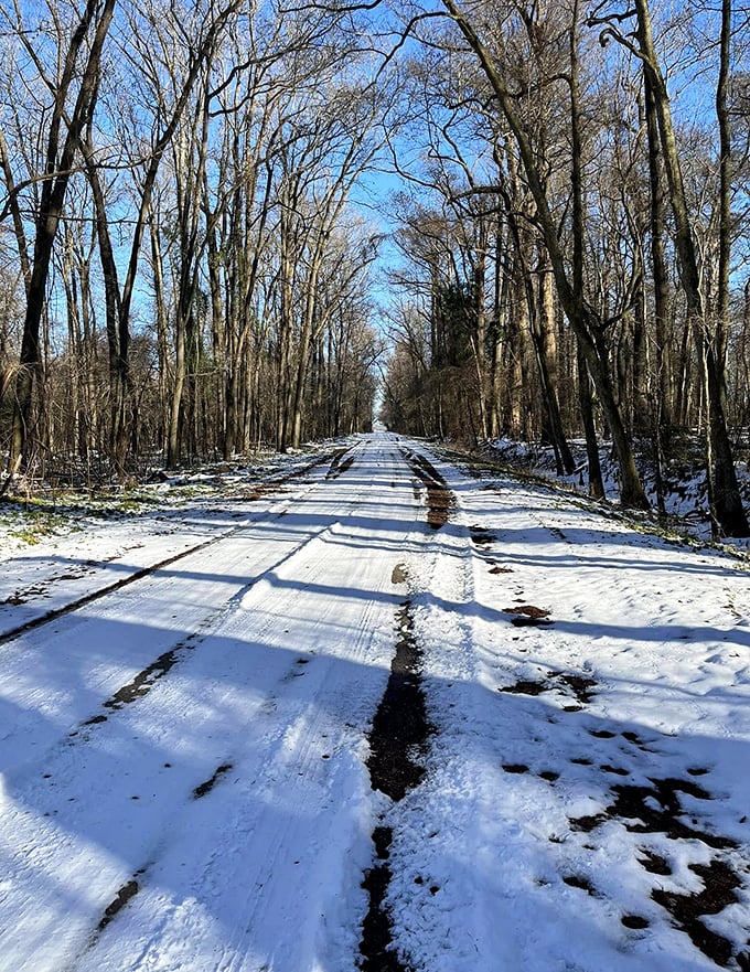 Winter transforms the park into a serene wonderland of bare branches and snow-dusted paths. The perfect setting for contemplating life's big questions—or just enjoying the quiet.